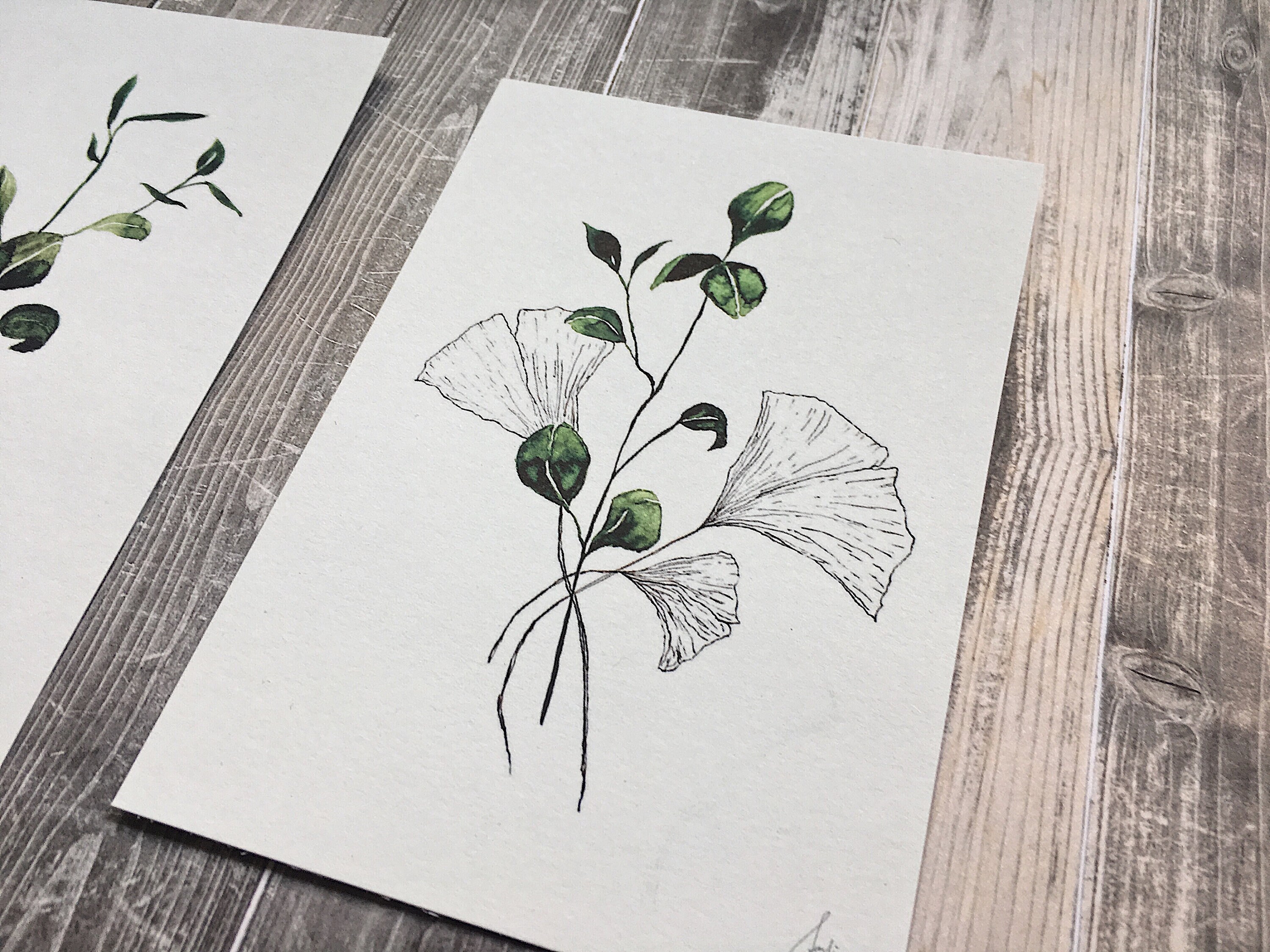 Ginkgo-eucalyptus Postcards - Etsy