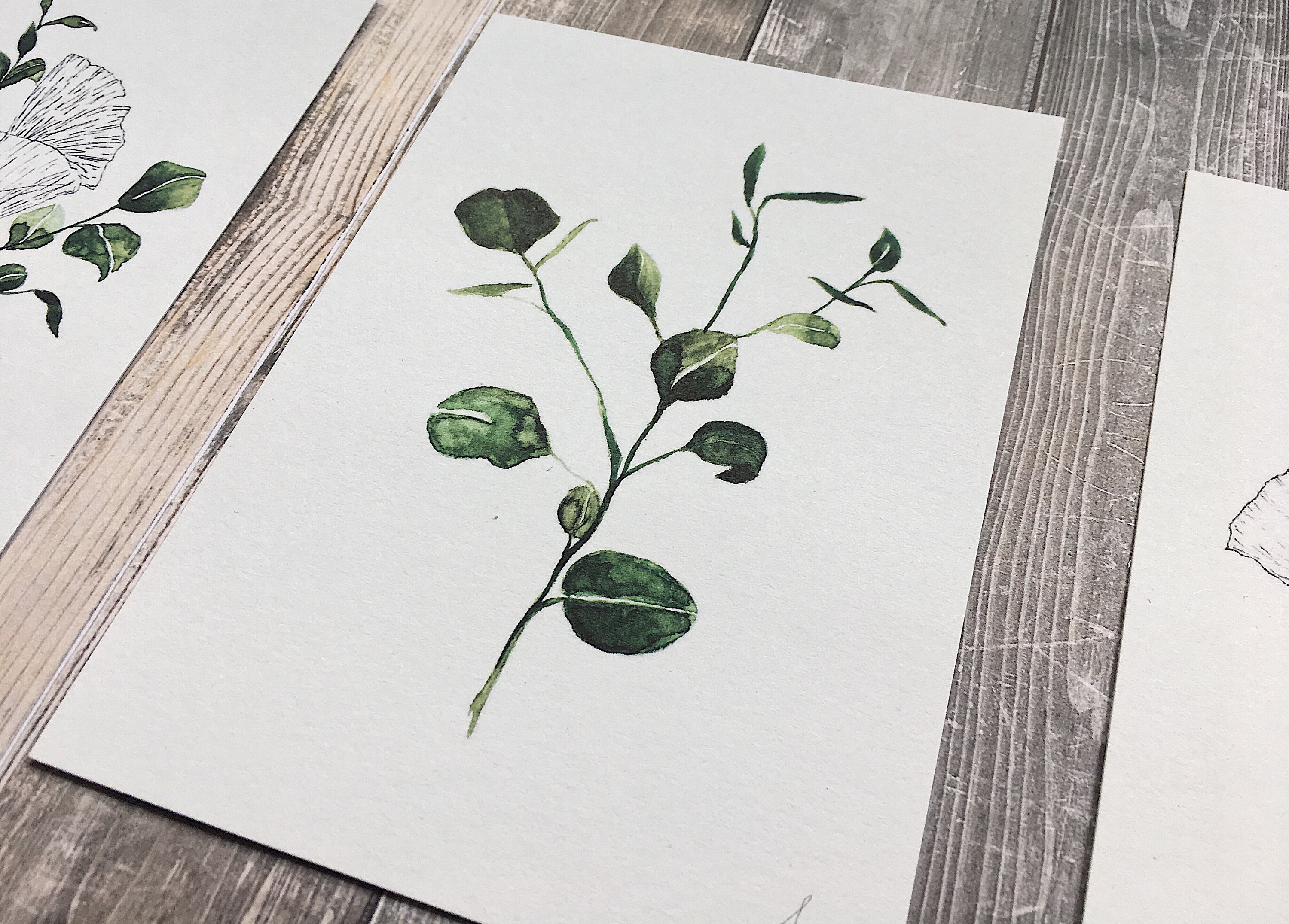 Ginkgo-eucalyptus Postcards - Etsy
