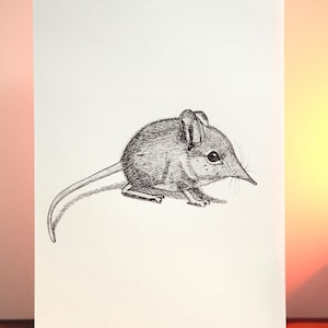 Art Print Short-snouted Elephant Shrew / Cape Elephant Shrew - Etsy