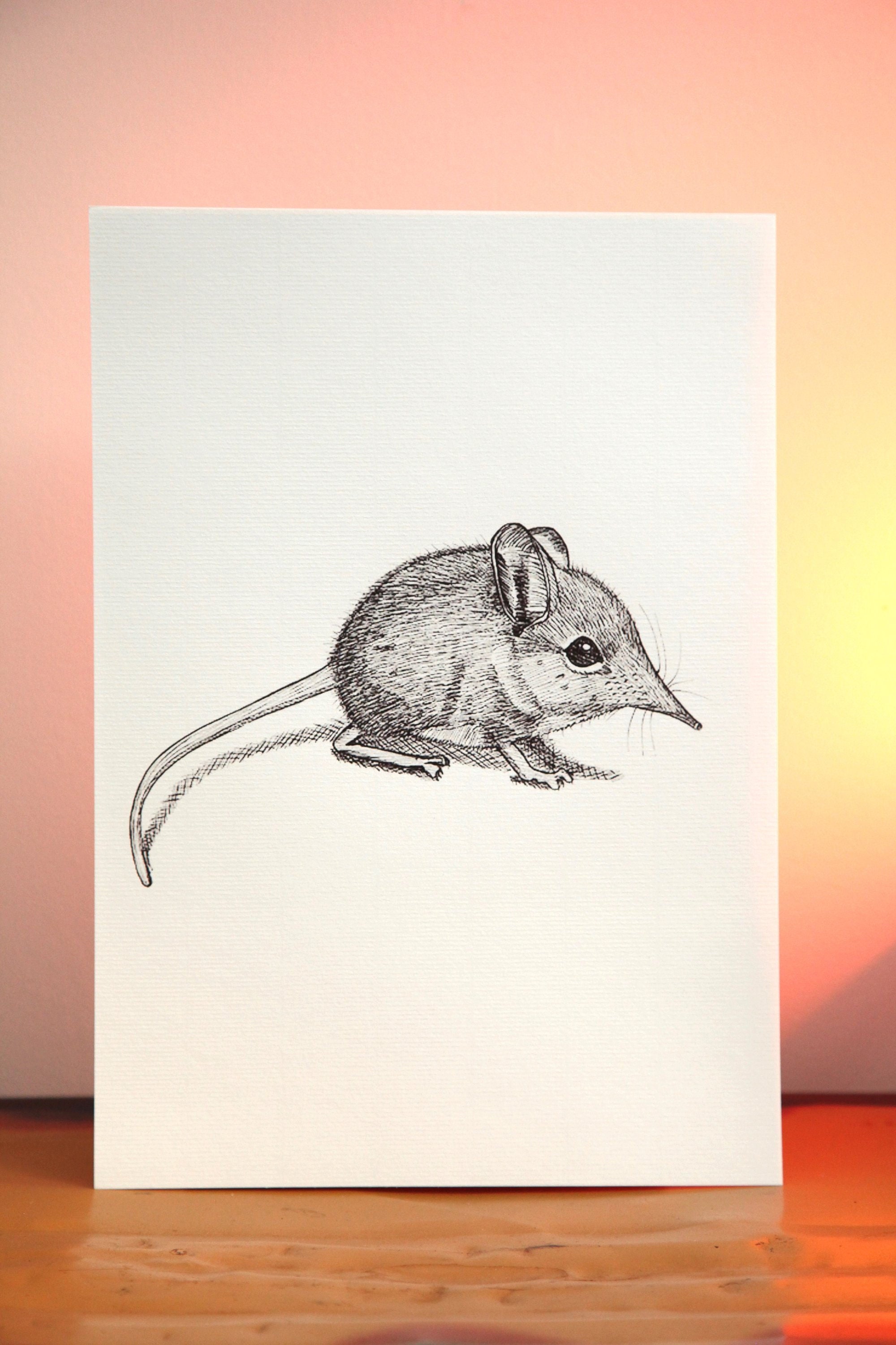 Art Print Short-snouted Elephant Shrew / Cape Elephant Shrew - Etsy