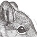 Art Print Short-snouted Elephant Shrew / Cape Elephant Shrew - Etsy