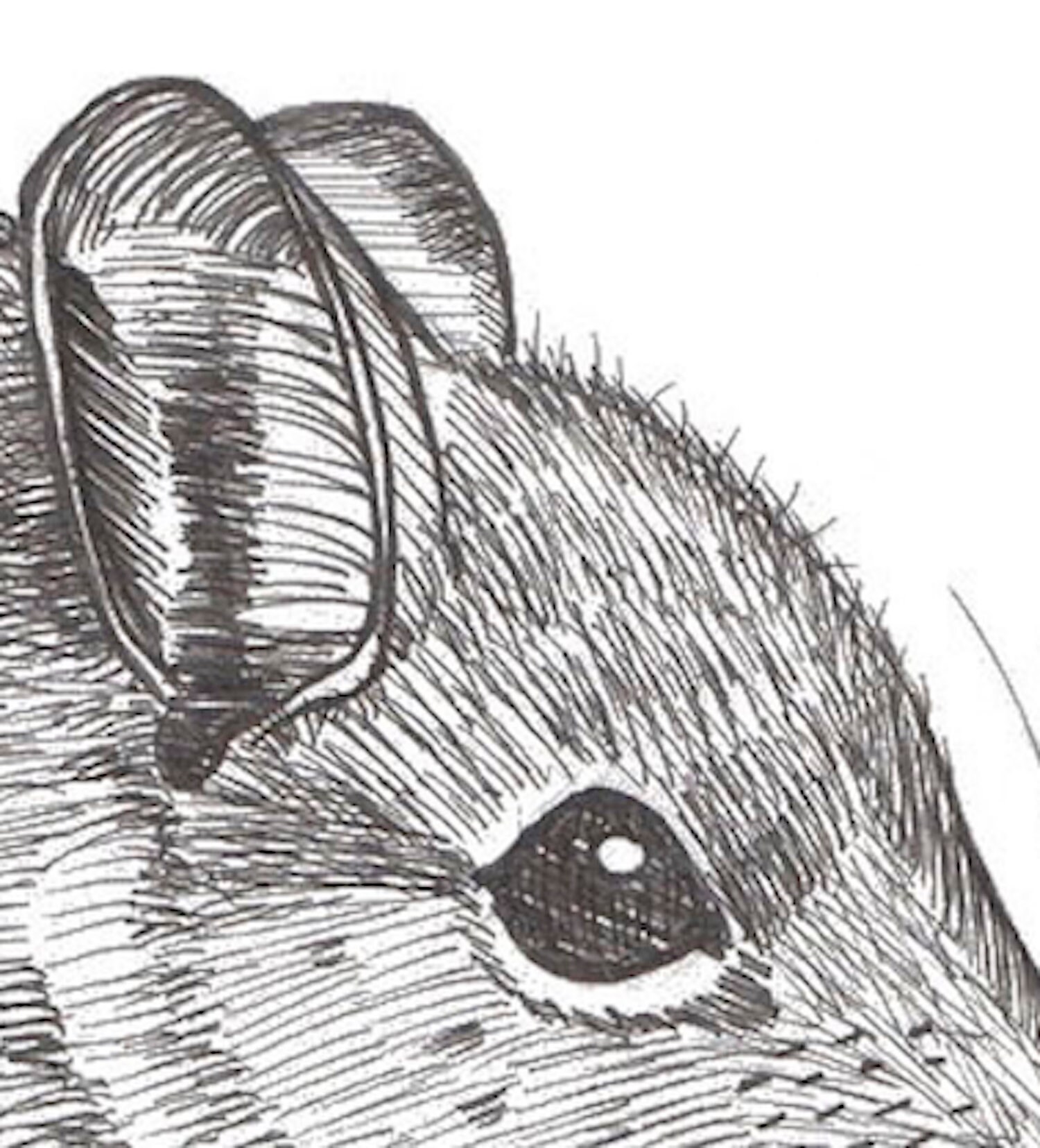 Art Print Short-snouted Elephant Shrew / Cape Elephant Shrew - Etsy