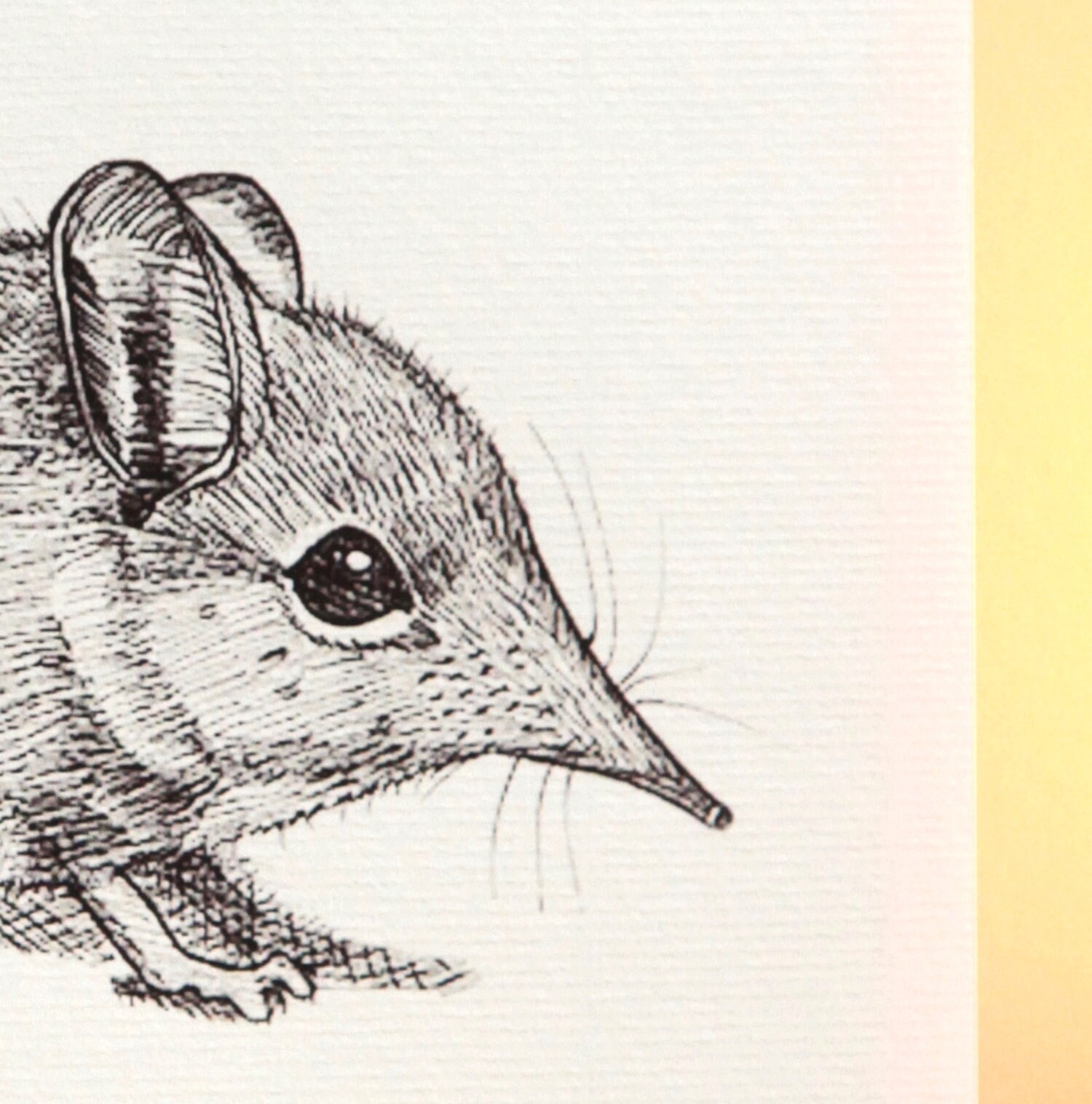 Art Print Short-snouted Elephant Shrew / Cape Elephant Shrew - Etsy