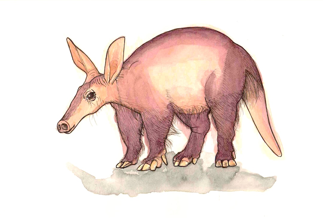 Aardvark Animal Art Print - African Jungle Animal - Graphic A4 ...