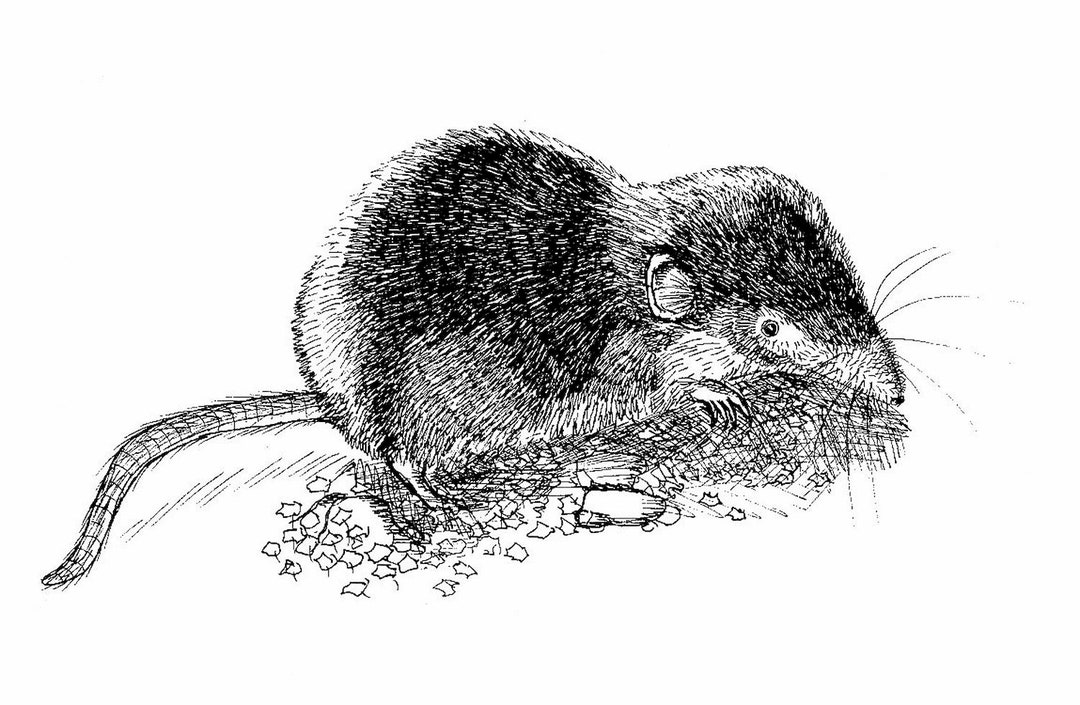 Art Print Wood Shrew / Bosspitsmuis - Etsy