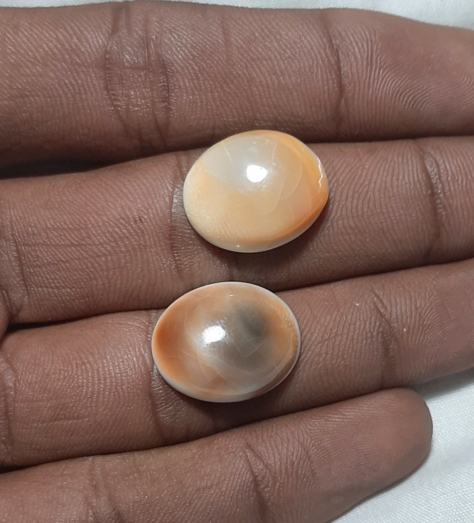 Shiva Eye Shell Lot Natural Shiva Eye Shell Cabochonsshiva - Etsy