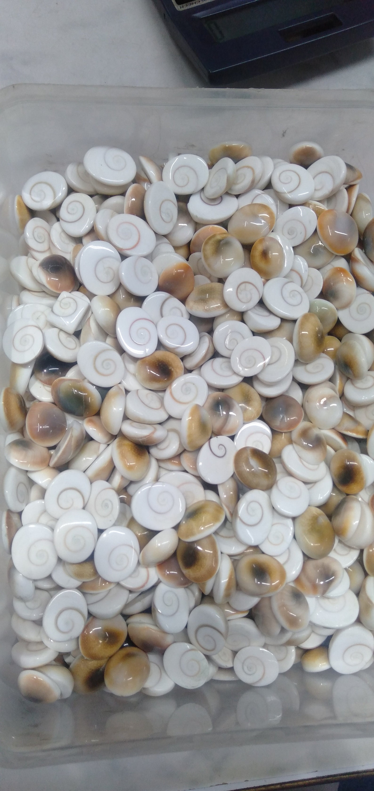 Shiva Eye Shell Lot Natural Shiva Eye Shell Cabochonsshiva - Etsy