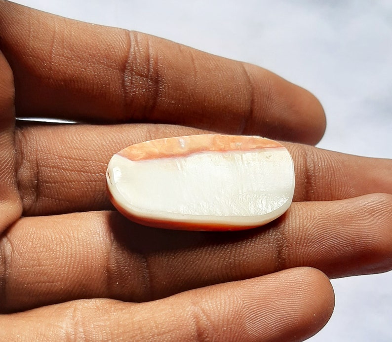 Natural Blister Shell 34 X 21 X 5 mm Calibrated Round Disc | Etsy