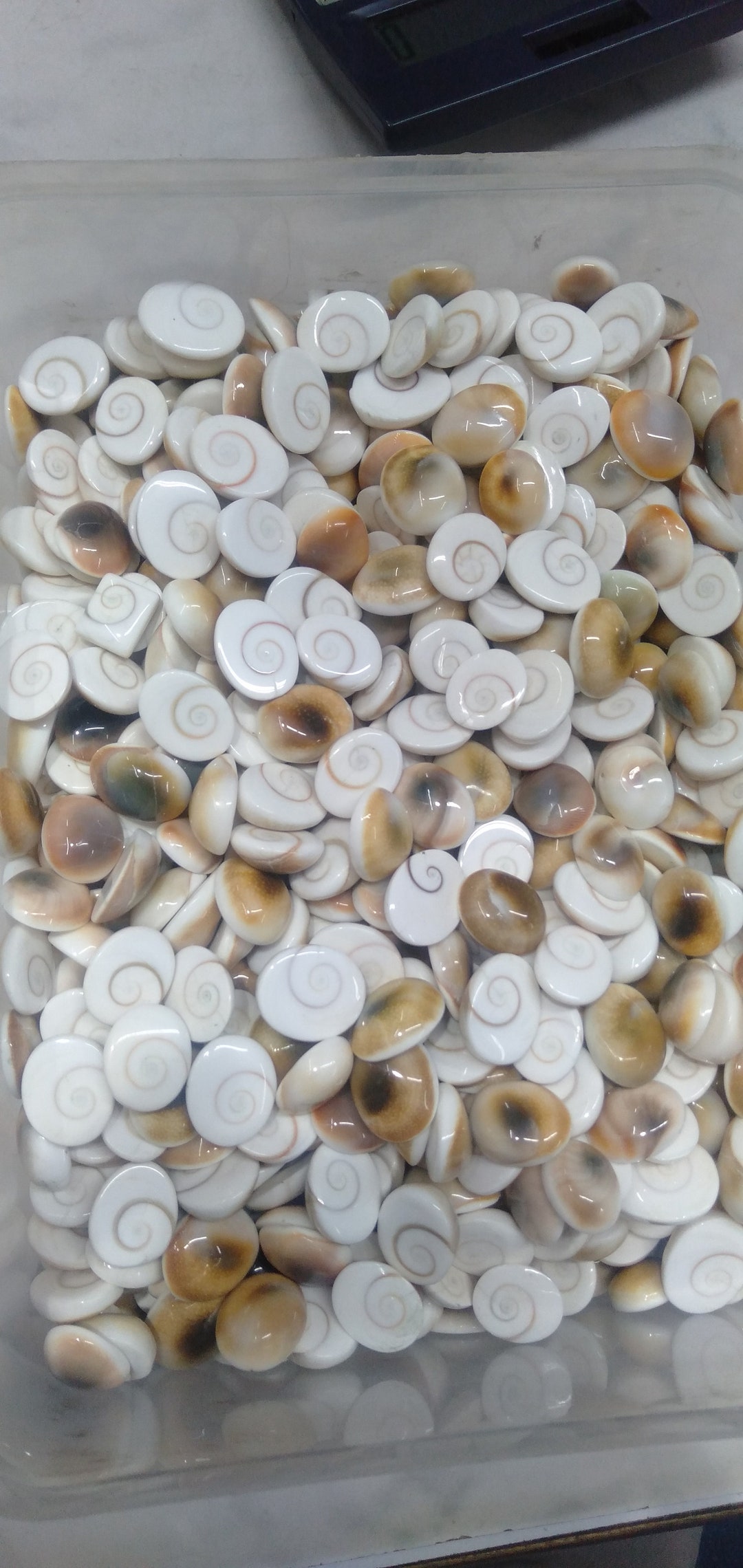 Shiva Eye Shell Lot Natural Shiva Eye Shell Cabochons,shiva Eye ...