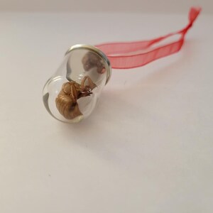 Glass Ornament Cicada Exoskeleton With Ribbon - Etsy