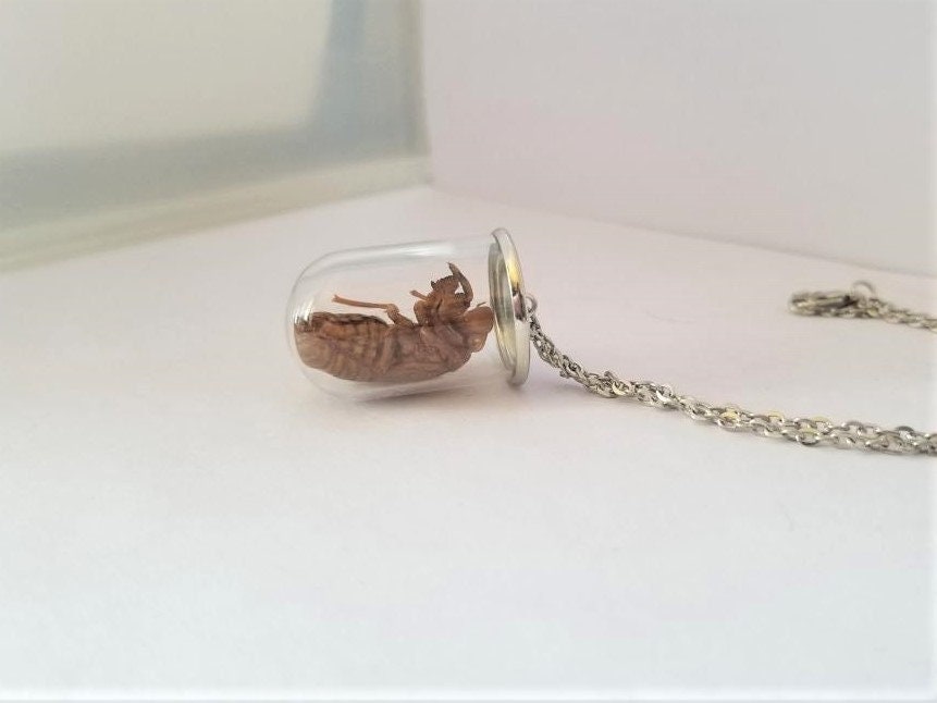Real Cicada Shell Molting in Glass Silver Necklace Assorted - Etsy