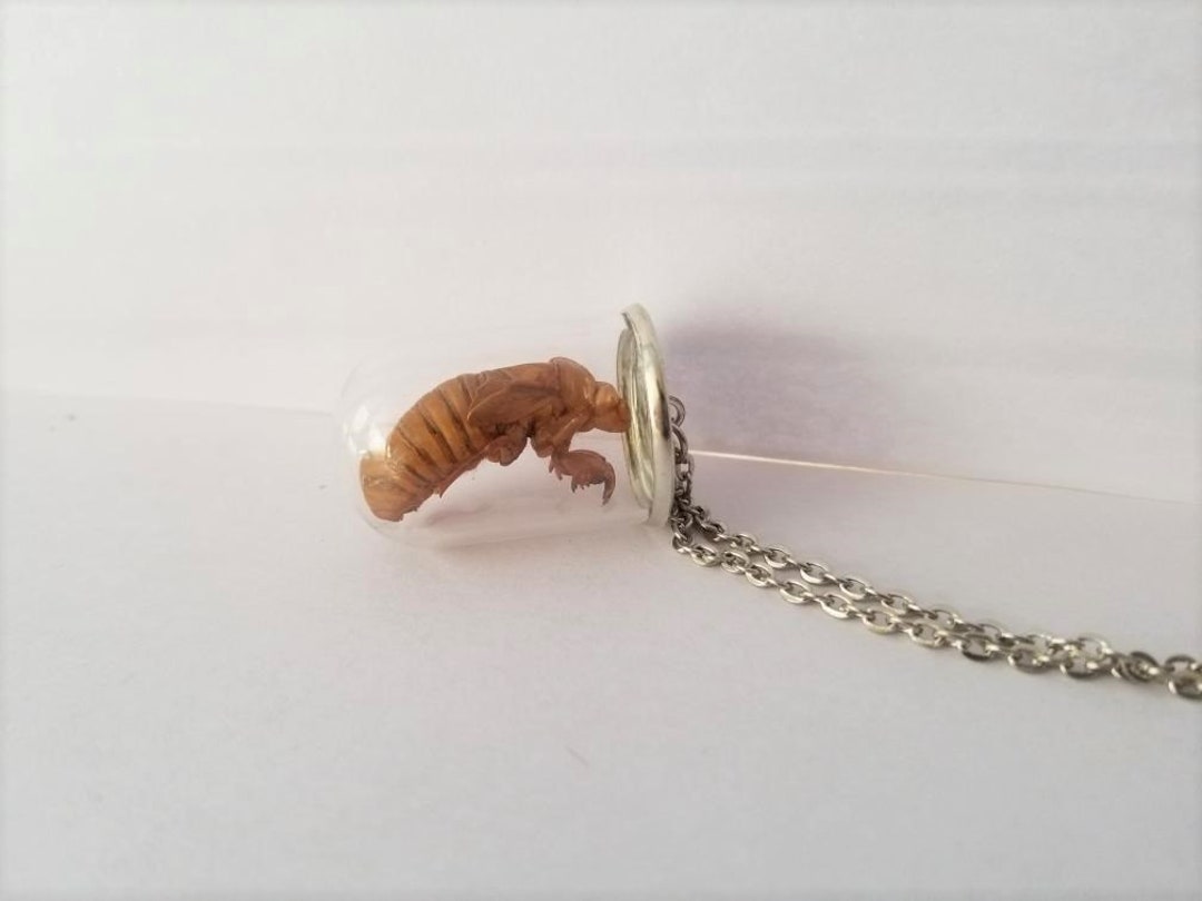 Real Cicada Shell Molting in Glass Silver Necklace Assorted Chain ...