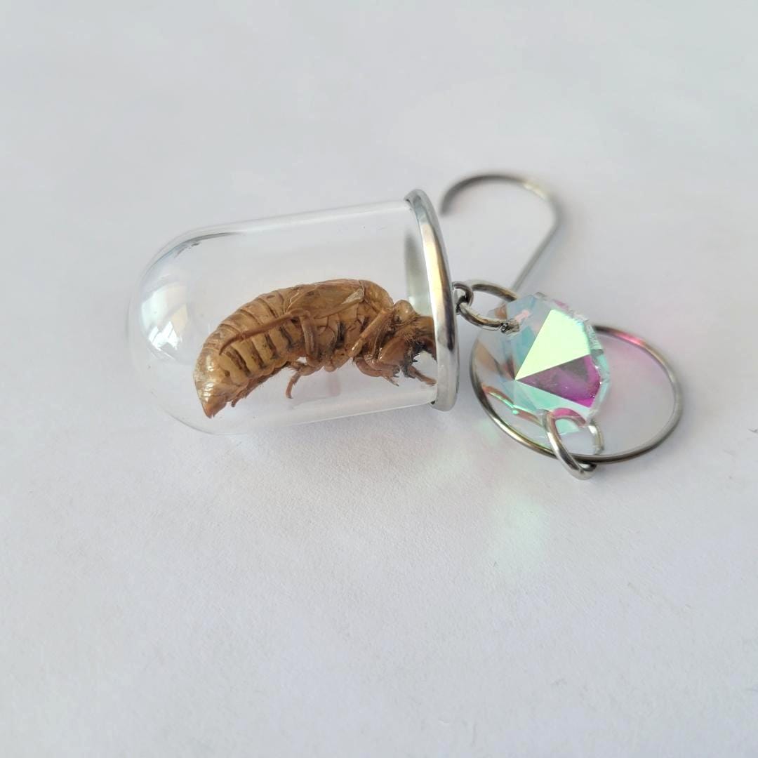 Real Cicada Nymph Shell Molt Suncatcher Ornament - Etsy