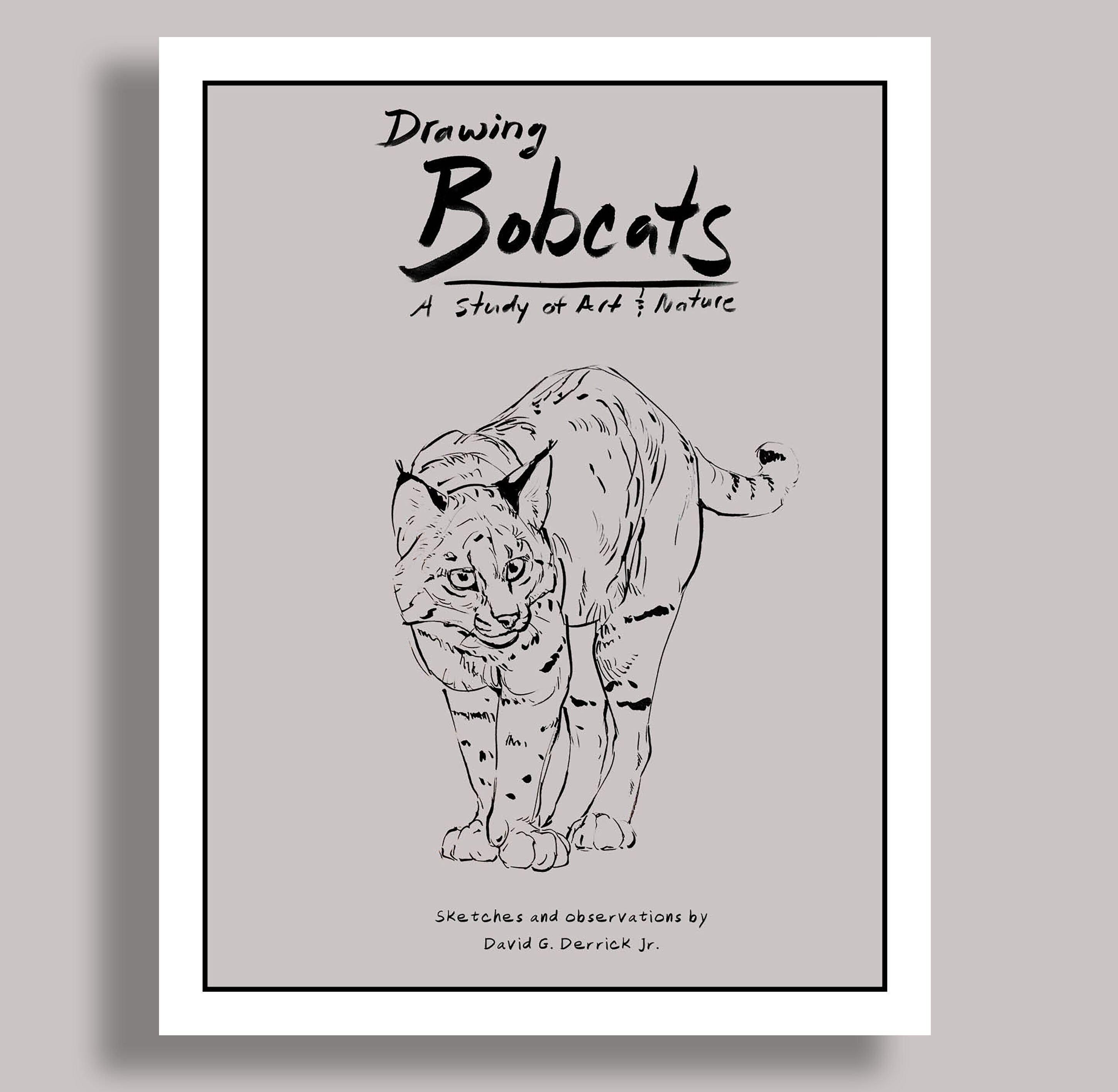 Drawing Bobcats: Art & Nature Study Book - Etsy