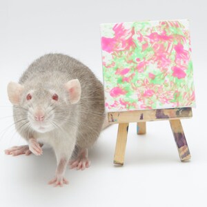 Rat Painting 3x3 - Etsy