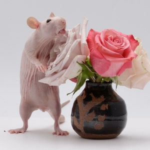 Set of 30 Cute Pet Rat Wallpapers for PC & Mac - Etsy