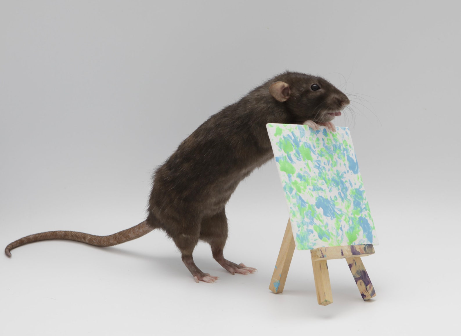 Rat Painting 4x4 - Etsy