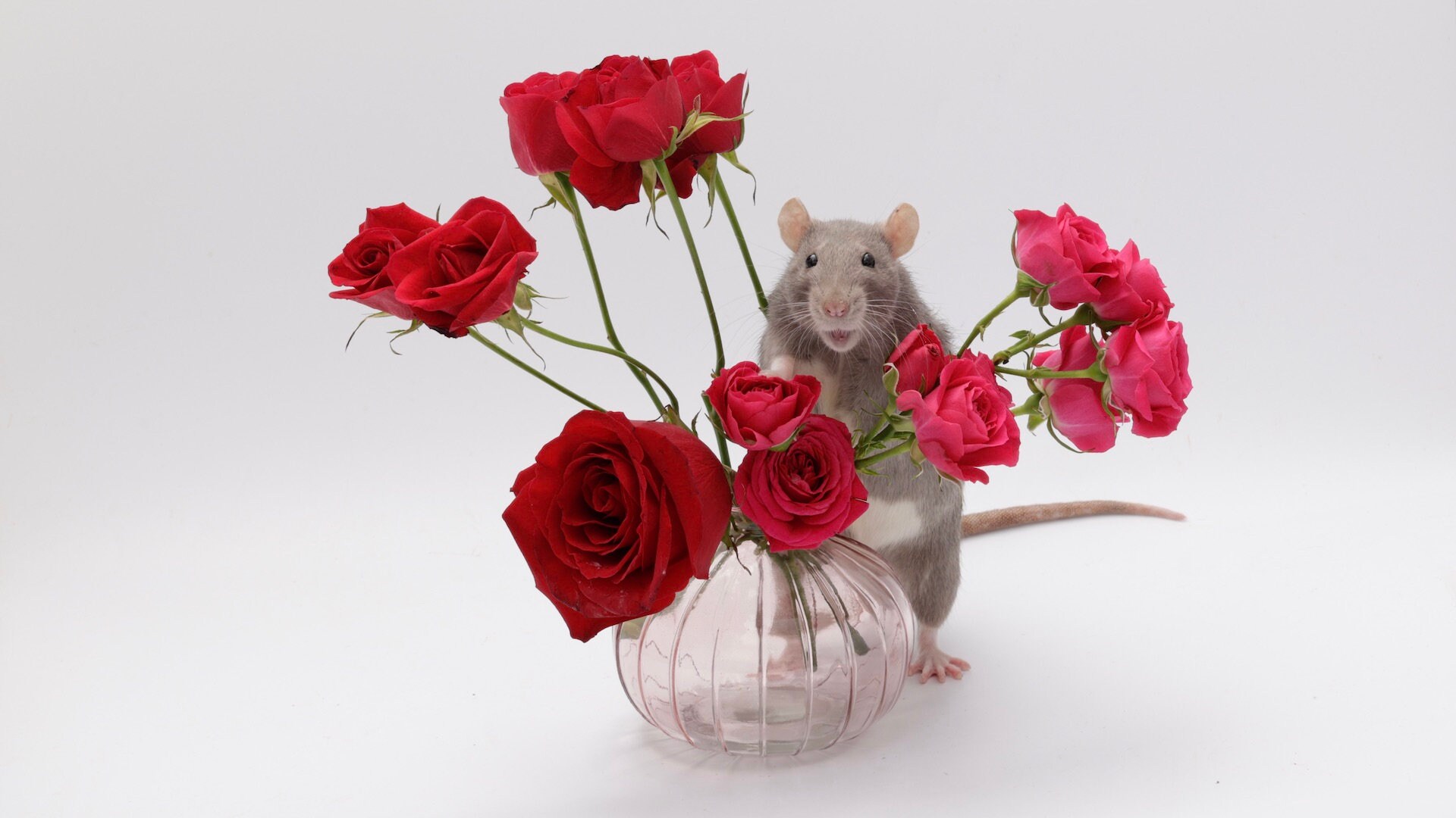 Set of 30 Cute Pet Rat Wallpapers for PC & Mac - Etsy UK