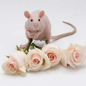 Set of 30 Cute Pet Rat Wallpapers for PC & Mac - Etsy
