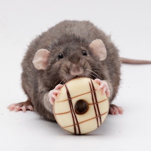 Set of 30 Cute Pet Rat Wallpapers for PC & Mac - Etsy