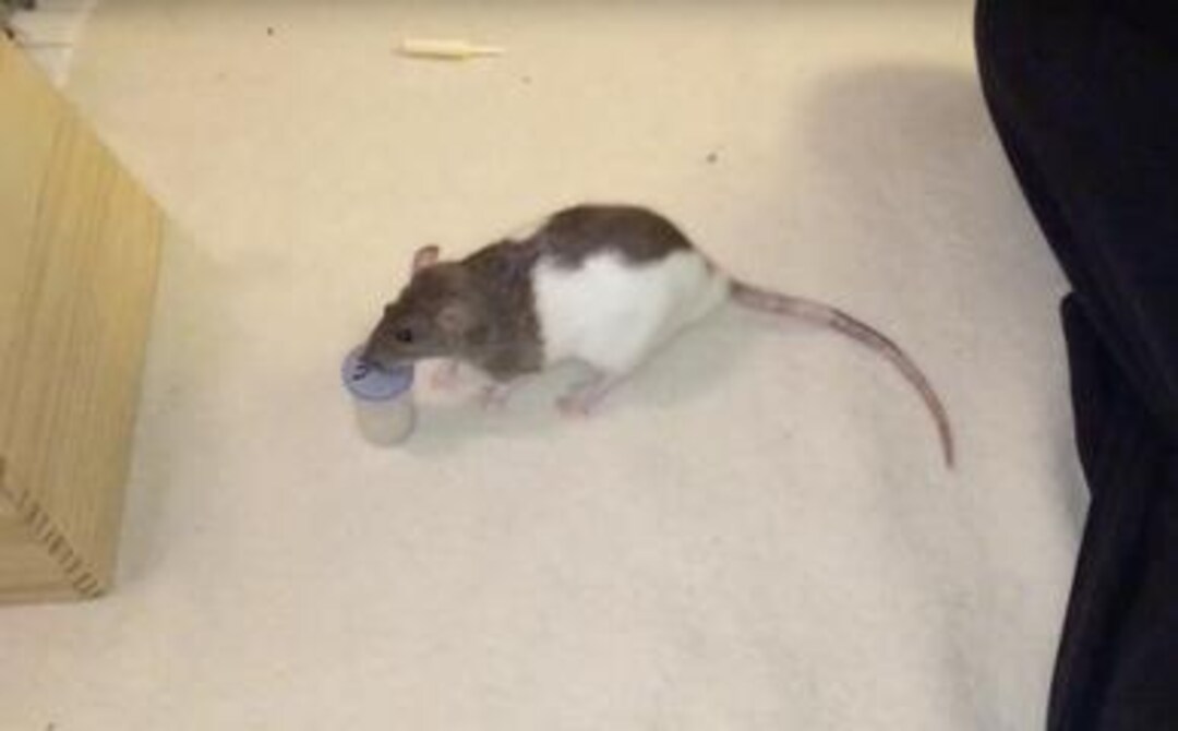 Rat Scent Work Training PDF (digital) - Etsy