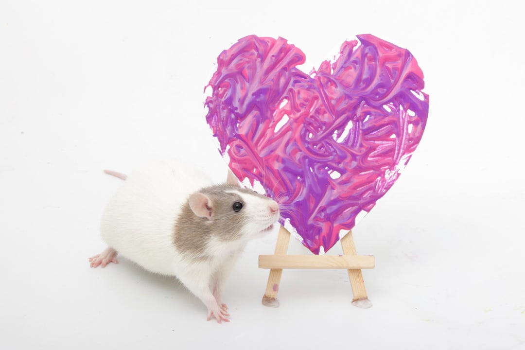 Mini Heart Shaped Rat Paw Painting - Etsy