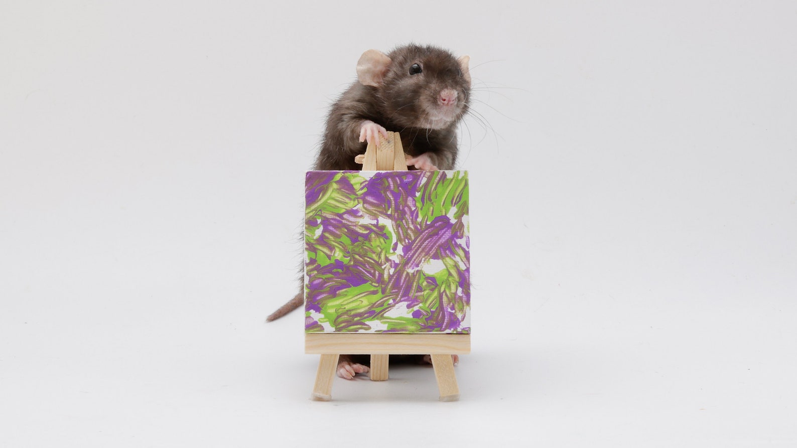 Rat Painting 3x3 - Etsy