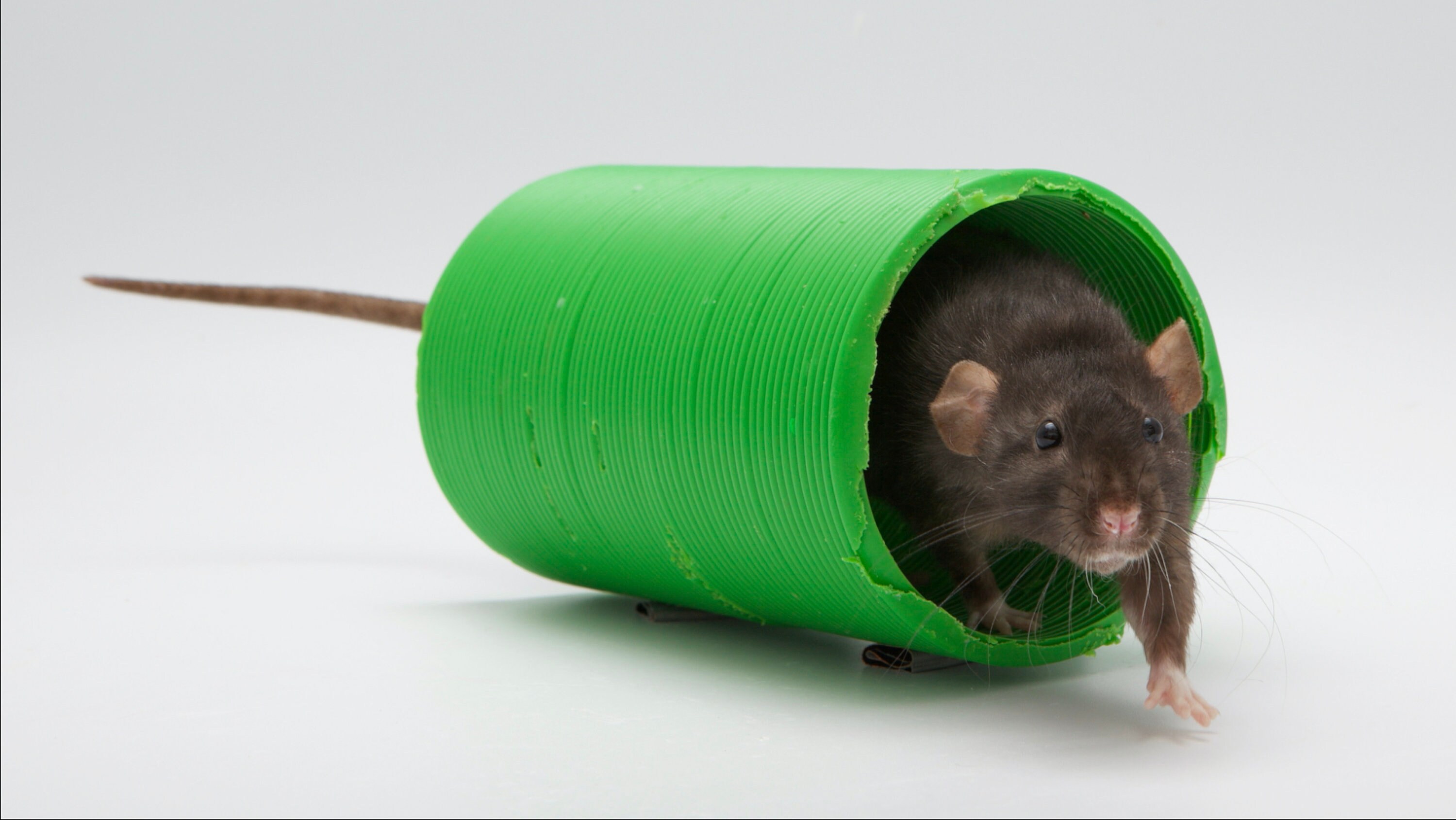 Mini Rat Training Kit + 10 Rat Trick Tutorials - Etsy