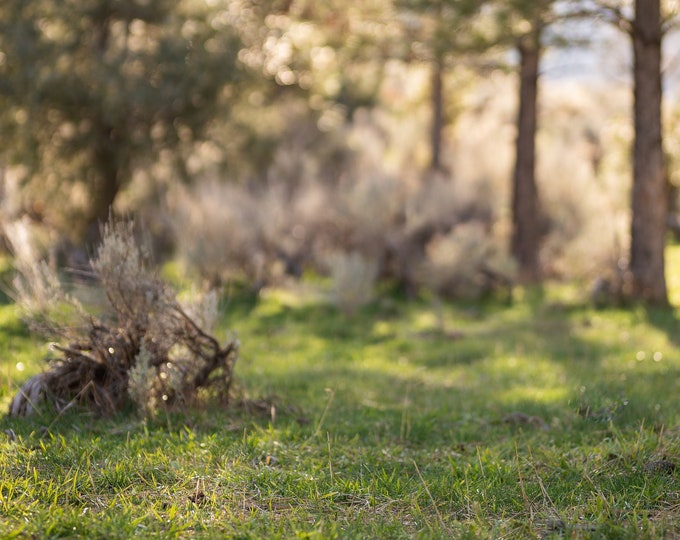 Green Grass Digital Background Pine Trees Photography Composite Forest ...