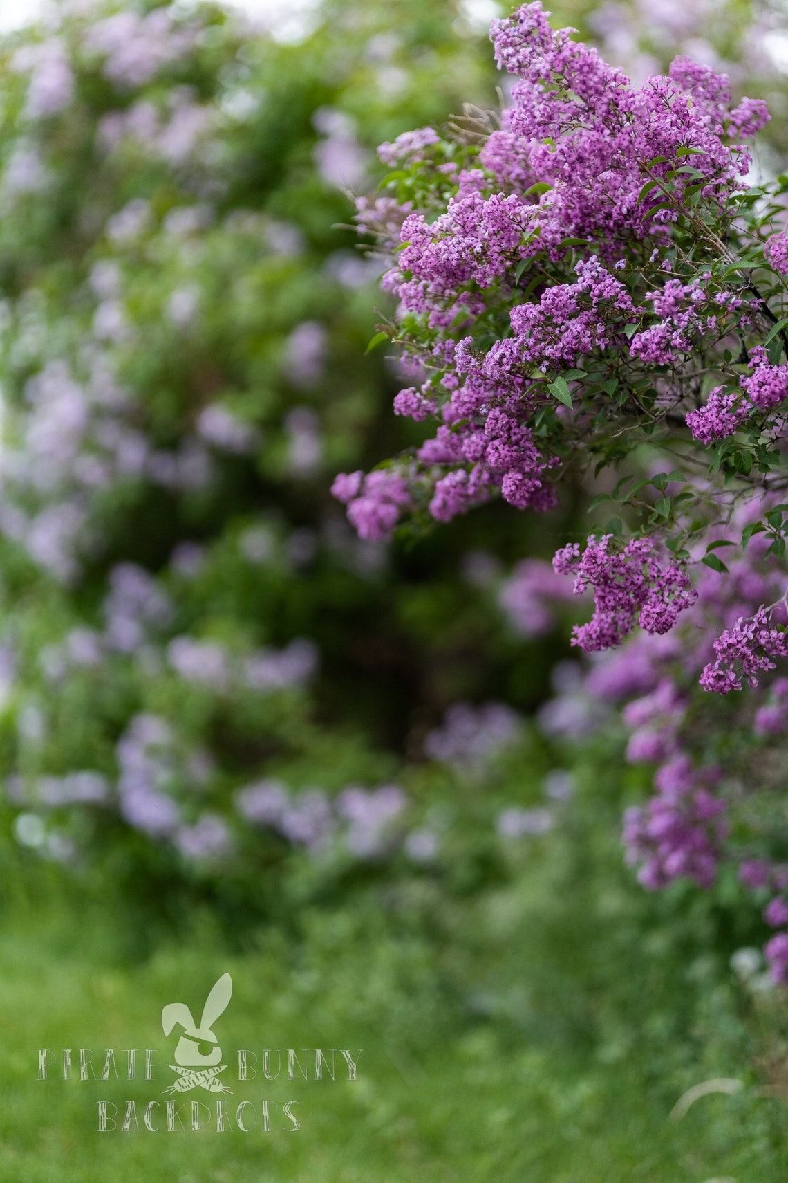 Lilac Bushes Digital Backdrop Set 2 Purple Flower Background Floral ...