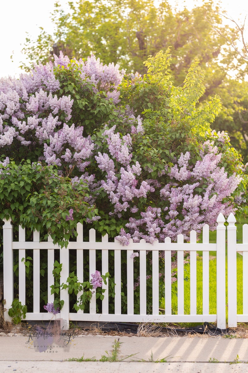 Lilacs With a Picket Fence Background Set of 3, Purple Flower Digital ...