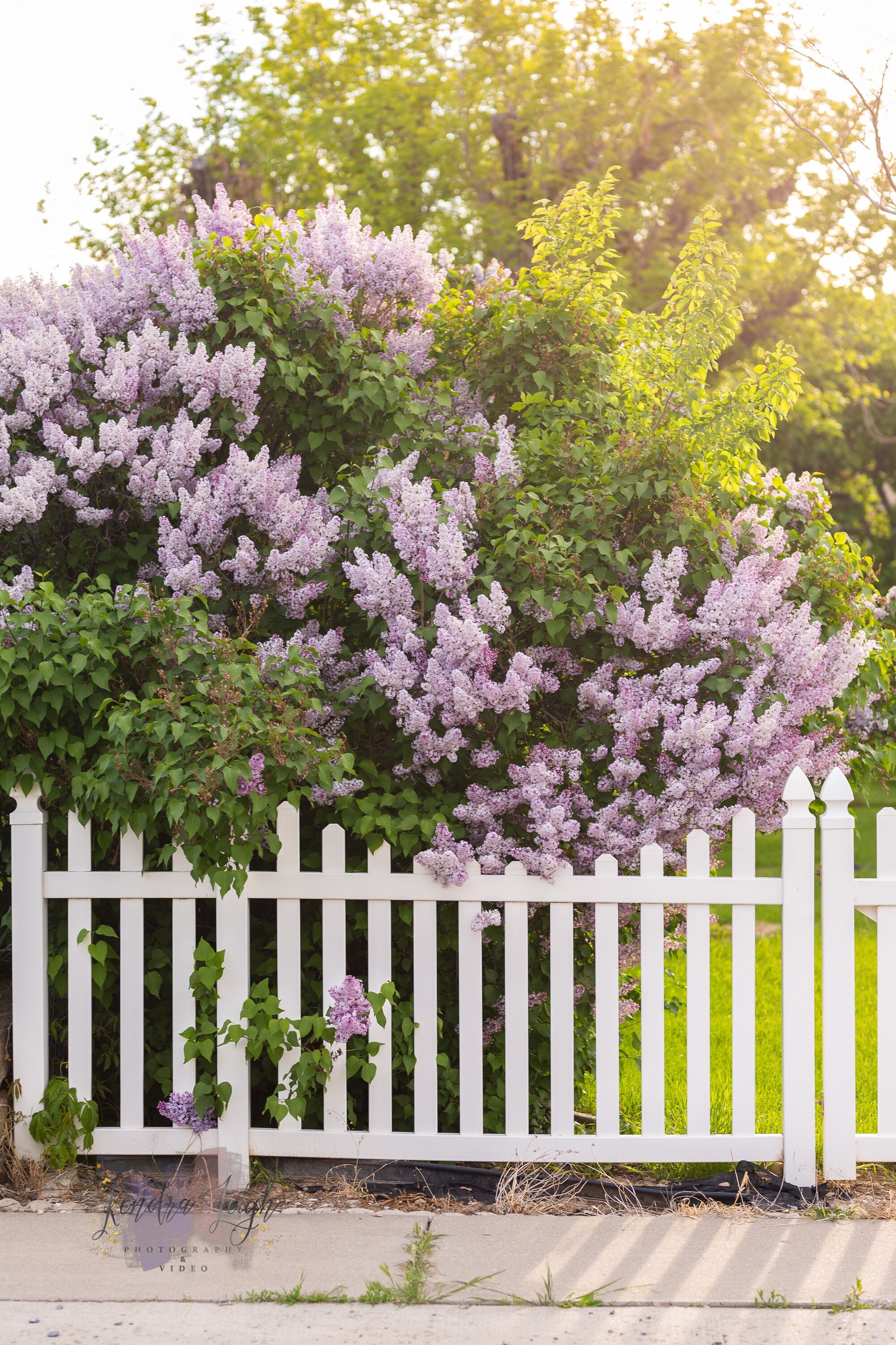 Lilacs With a Picket Fence Background Set of 3, Purple Flower Digital ...