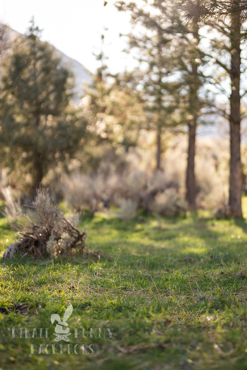Green Grass Digital Background Pine Trees Photography Composite Forest ...