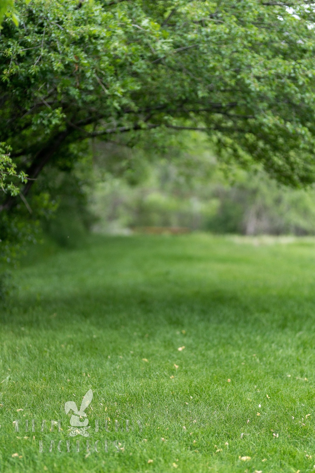 Arched Tree Digital Background Tree Branches Backdrop Spring Overlay ...