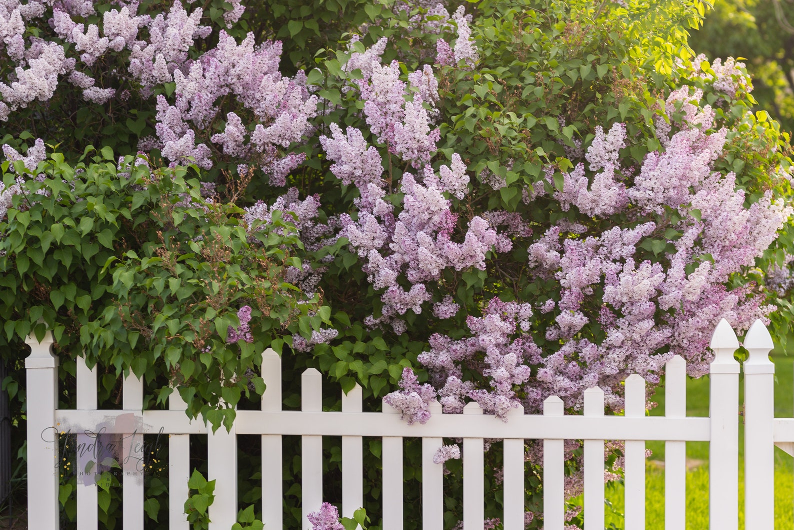 Lilacs With a Picket Fence Background Set of 3, Purple Flower Digital ...
