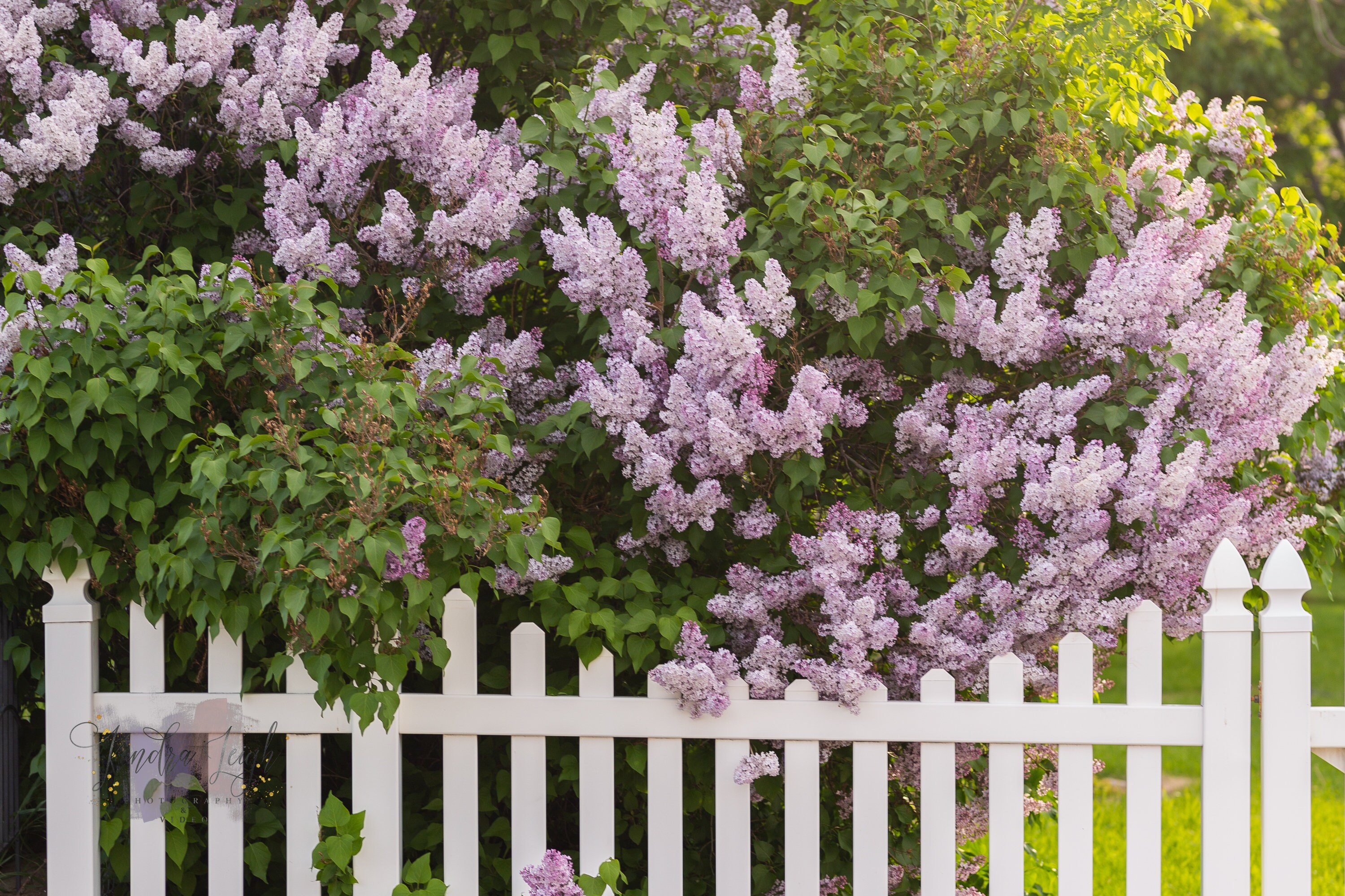 Lilacs With a Picket Fence Background Set of 3, Purple Flower Digital ...