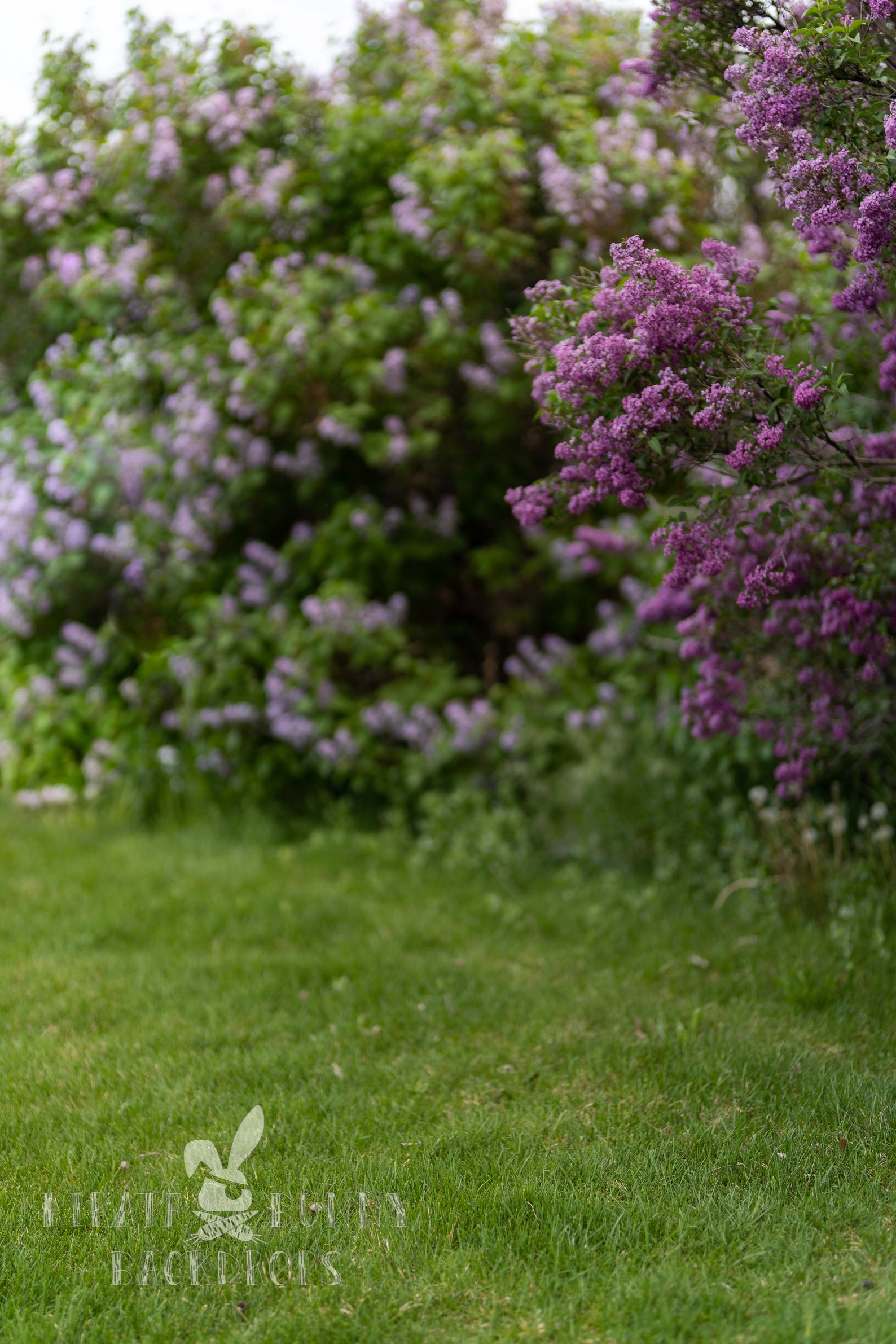 Lilac Bushes Digital Backdrop Set 2 Purple Flower Background Floral ...