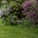 Lilac Bushes Digital Backdrop Set 2 Purple Flower Background Floral ...