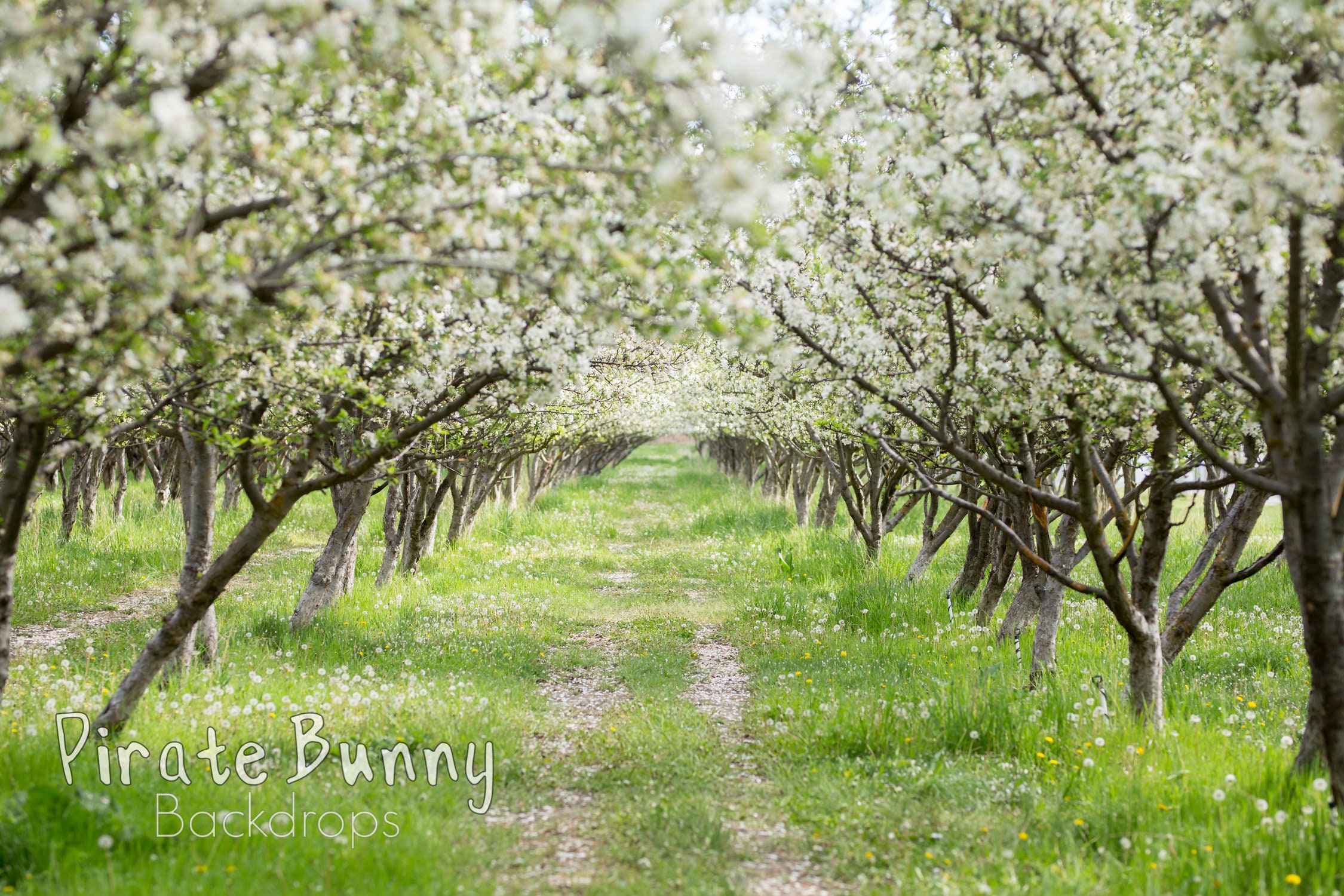 Blossoming Orchard Digital Background Apple Blossom Backdrop Floral ...
