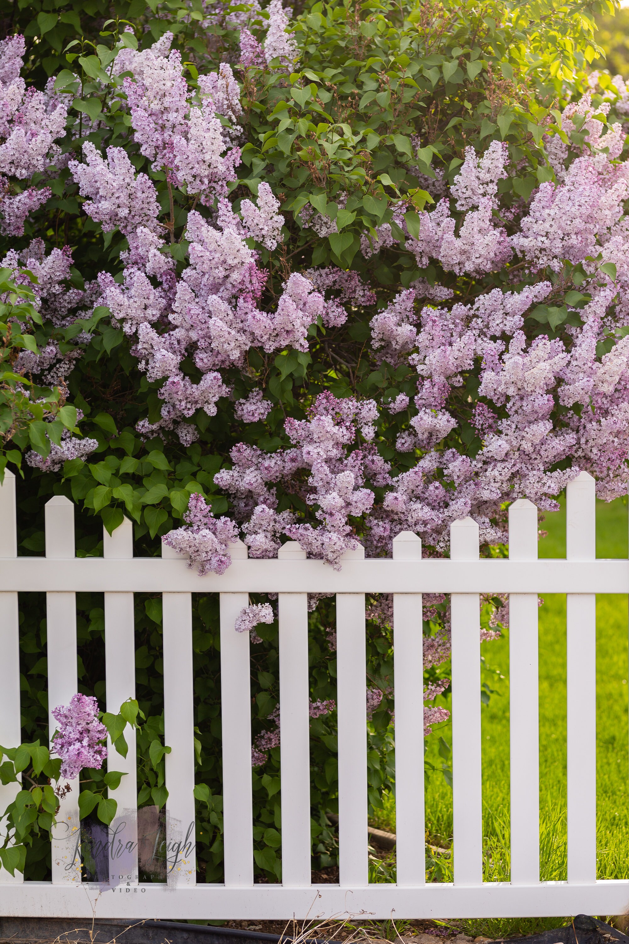 Lilacs With a Picket Fence Background Set of 3, Purple Flower Digital ...