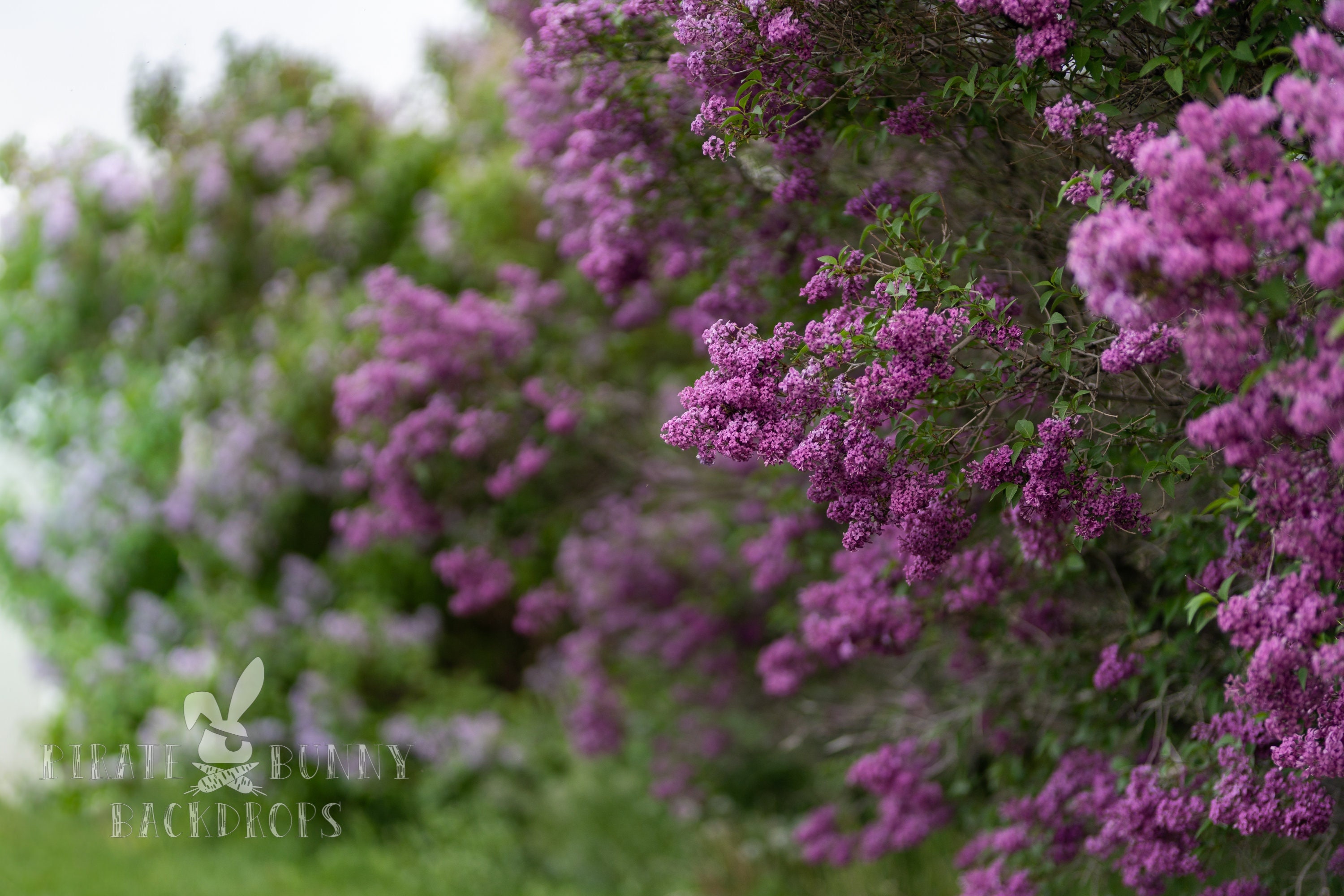 Lilac Bushes Digital Backdrop Set 2 Purple Flower Background Floral ...