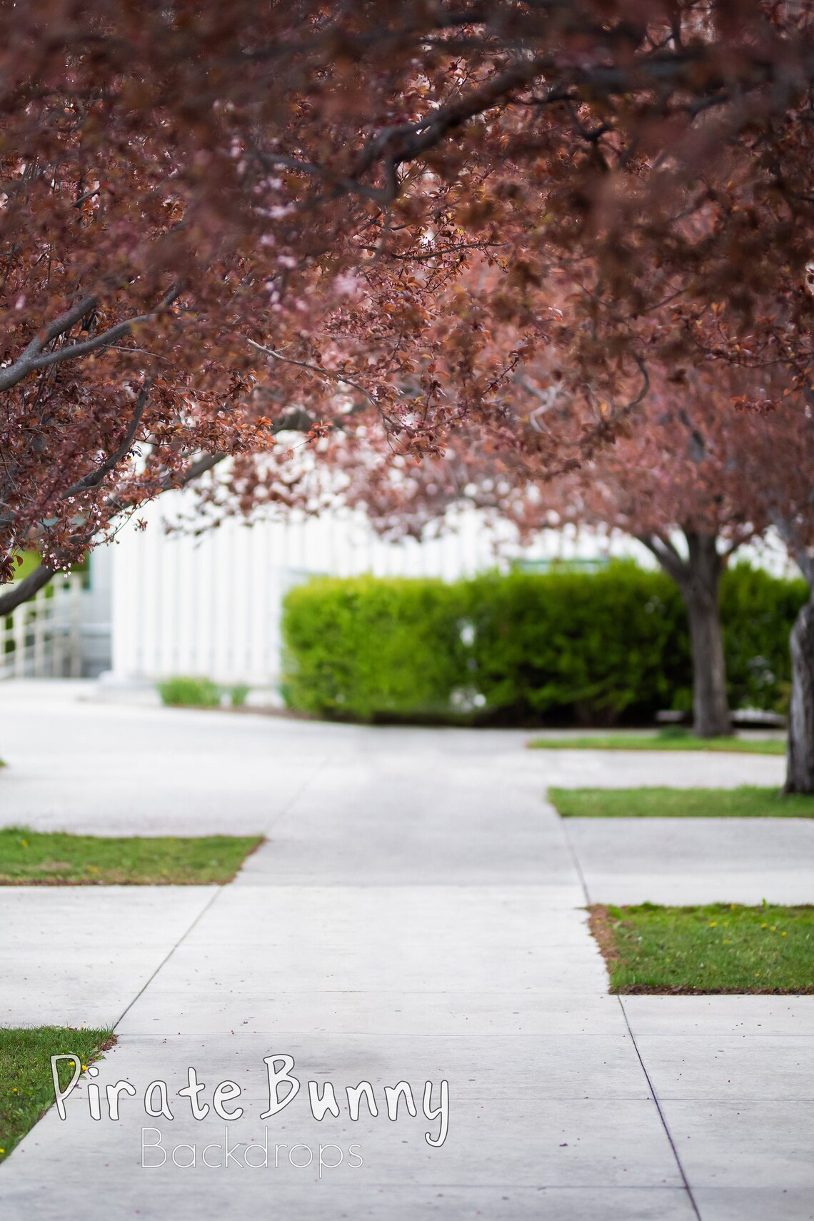 Red Cherry Trees Digital Background Summer Pathway Portraits Photoshop ...