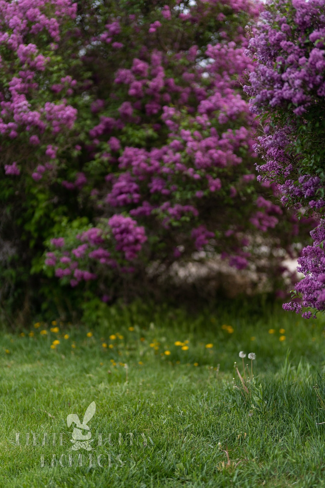 Lilac Bushes Digital Backdrop Set 2 Purple Flower Background Floral ...