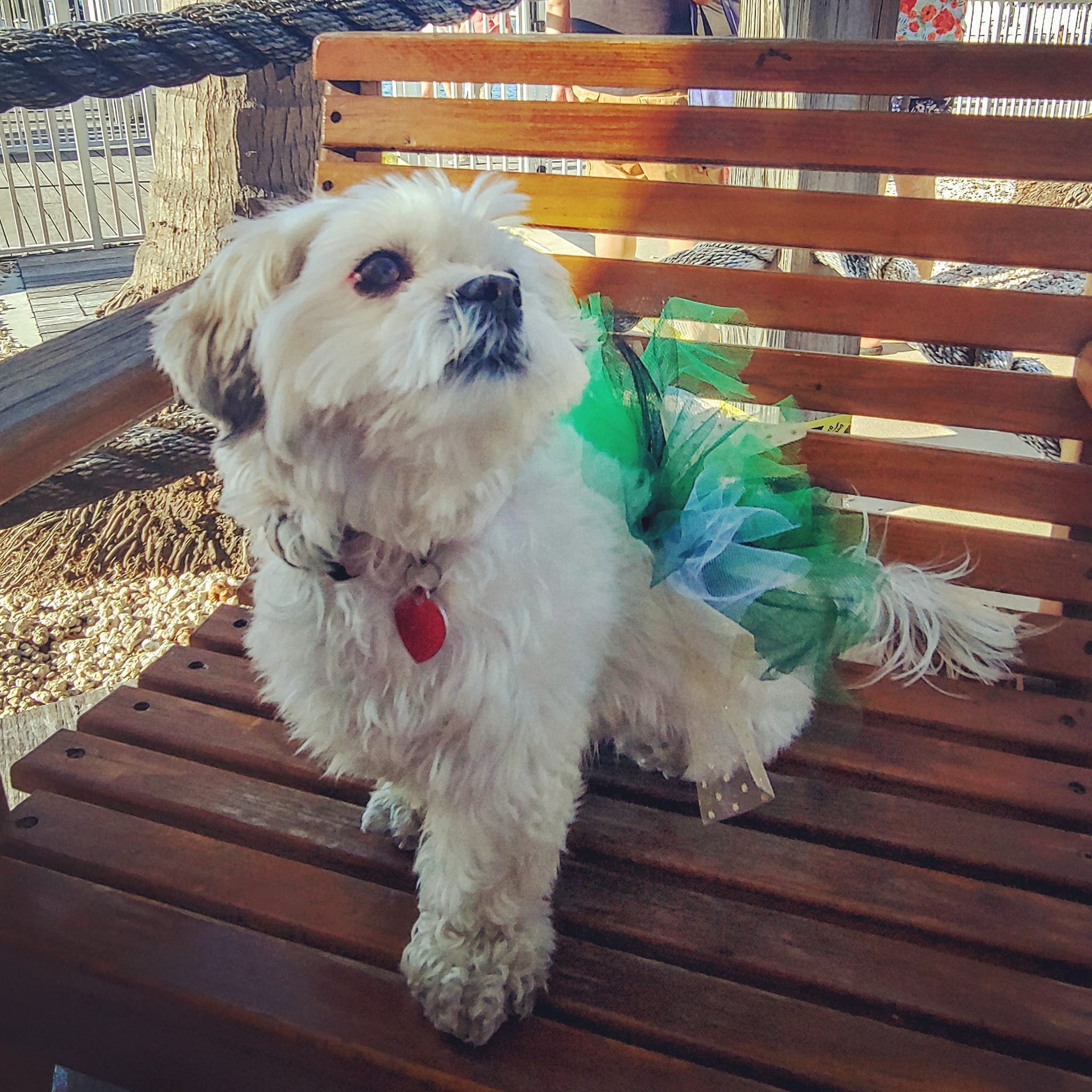 ANY COLOR! Custom Dog Tutus, Pick Your Theme~ Handmade Puppy Clothing ...