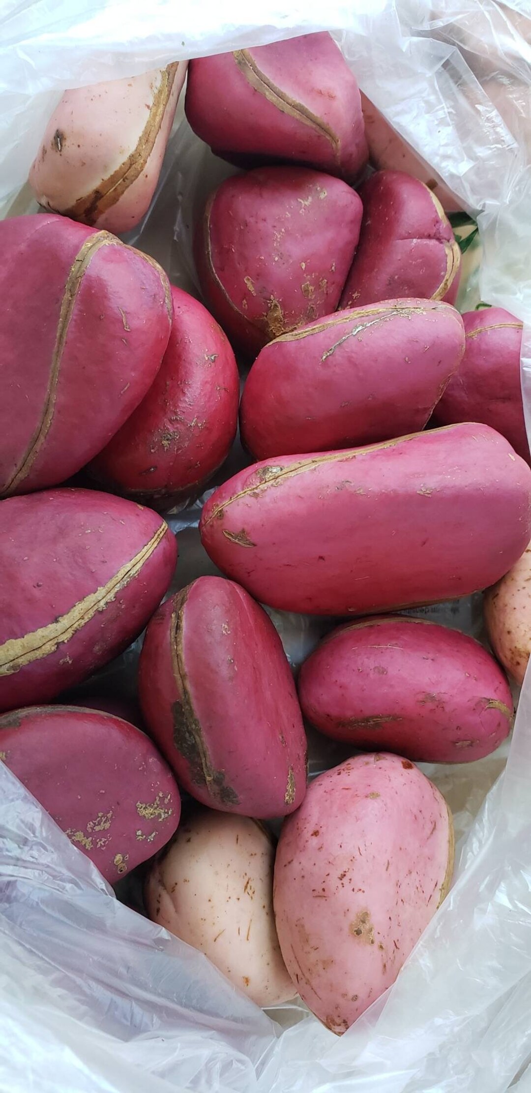 Fresh Organic Red Kola Nut Obi Abata for Germination, Libido, Heart ...