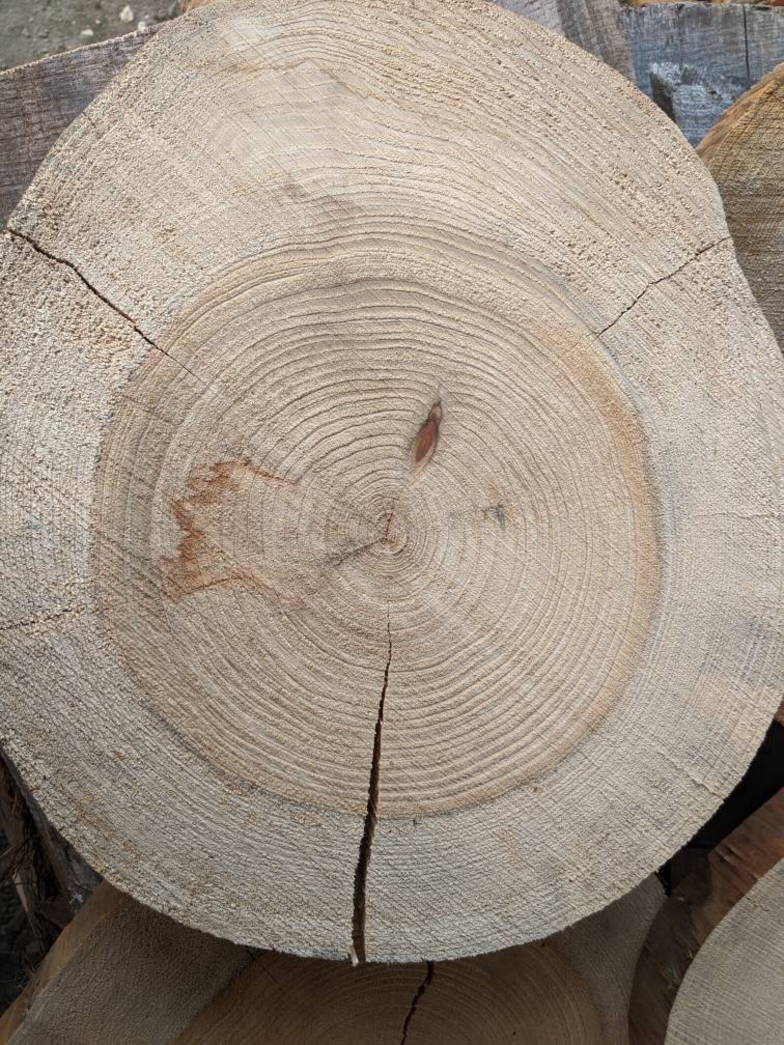 Round Live Edge Cypress Tree Slices - Etsy