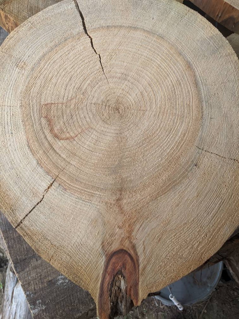 Round Live Edge Cypress Tree Slices - Etsy