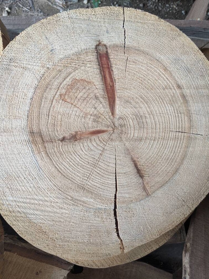 Round Live Edge Cypress Tree Slices - Etsy