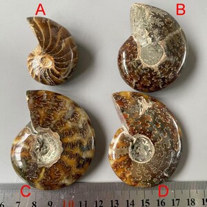 Spiral Ammonite Fossil Specimen D4184 - Etsy