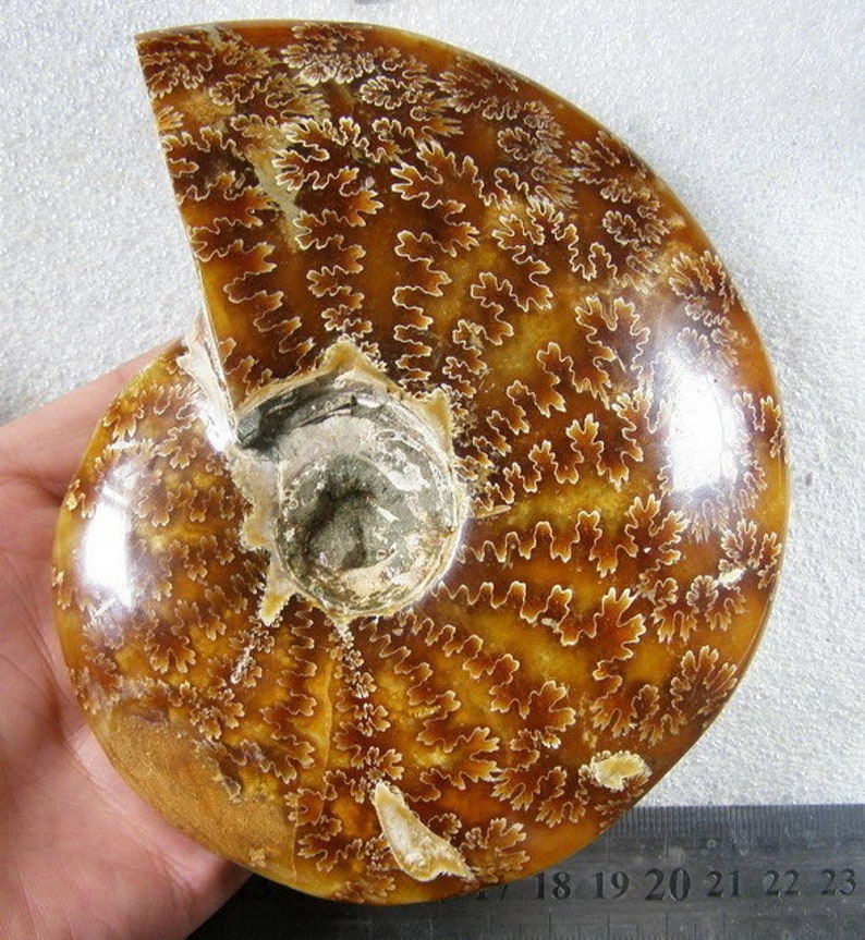 1.1lb Huge Rainbow Spiral Ammonite Fossil Specimen B9301 - Etsy